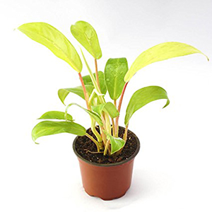 Philodendron Ceylon Golden – Plant – Green Your World